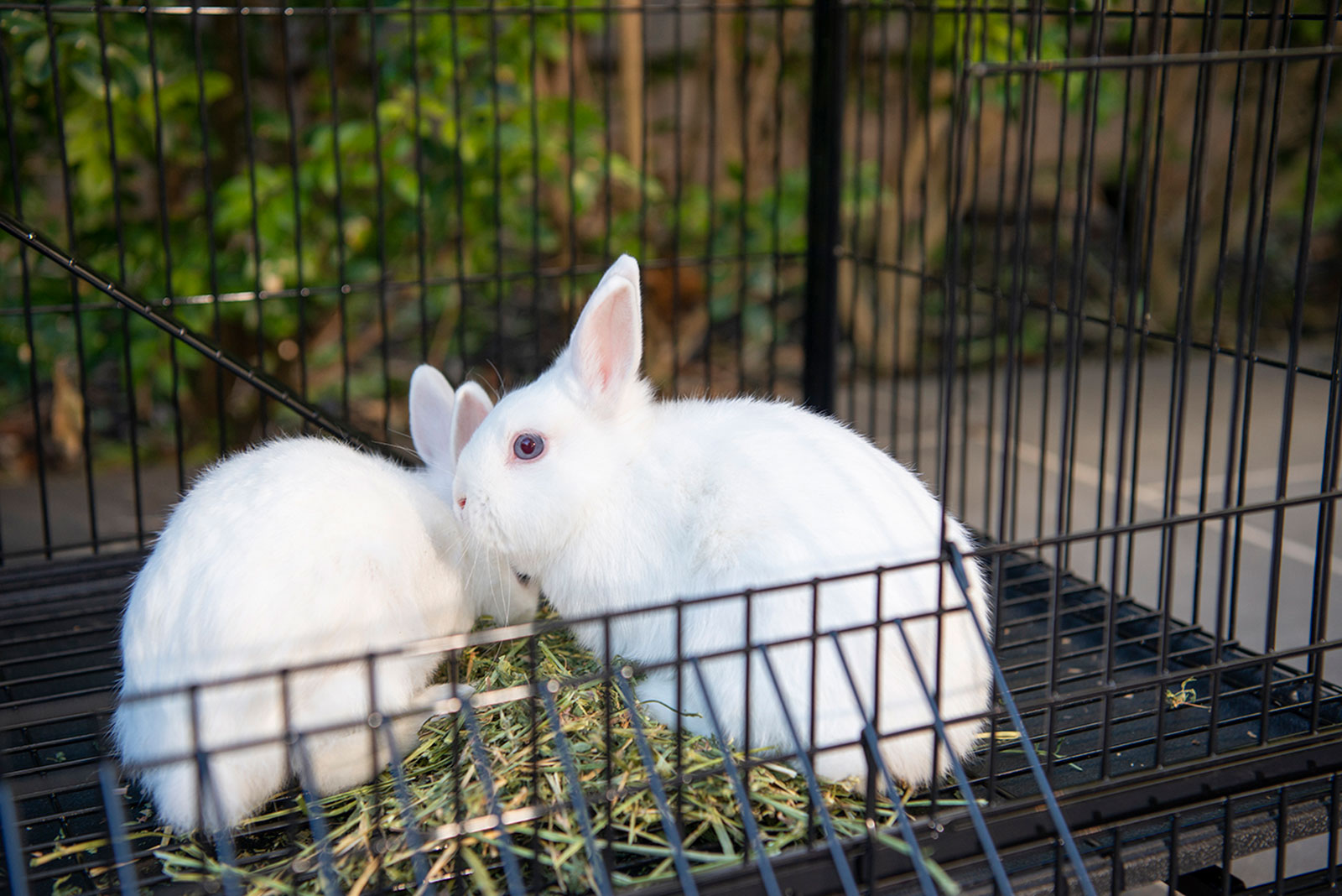 Small Animal Cages & Containment – Petcare Warehouse