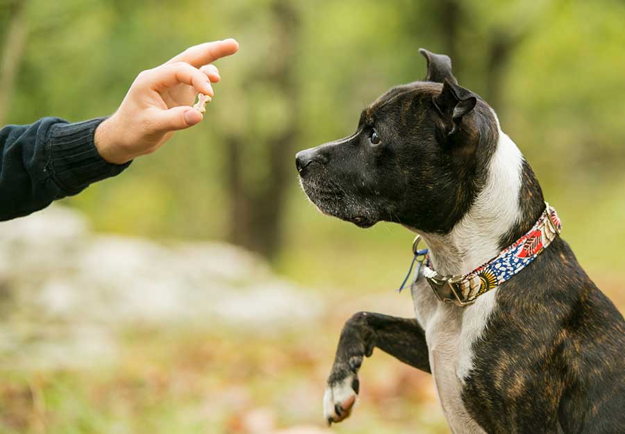 Dog Training Aids – Petcare Warehouse